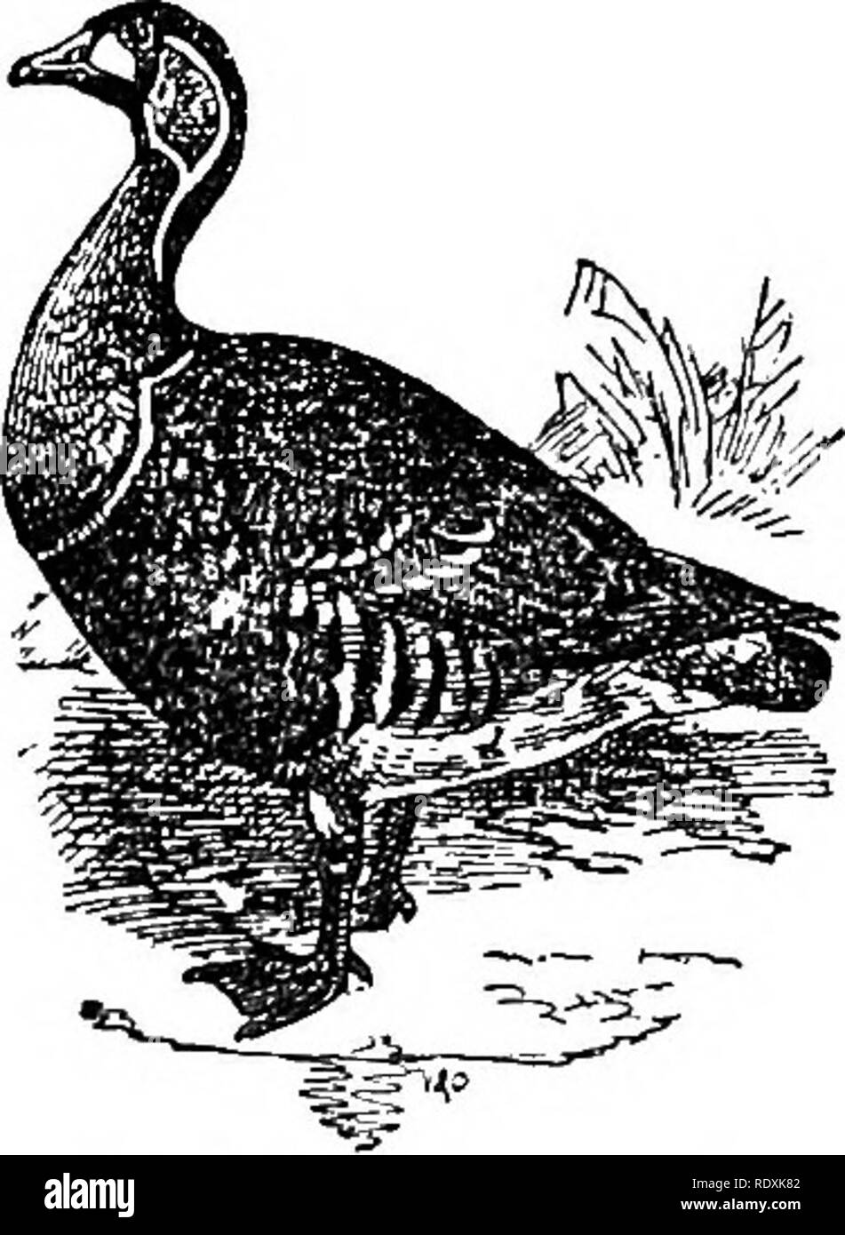 Extinct flightless birds Cut Out Stock Images & Pictures - Alamy