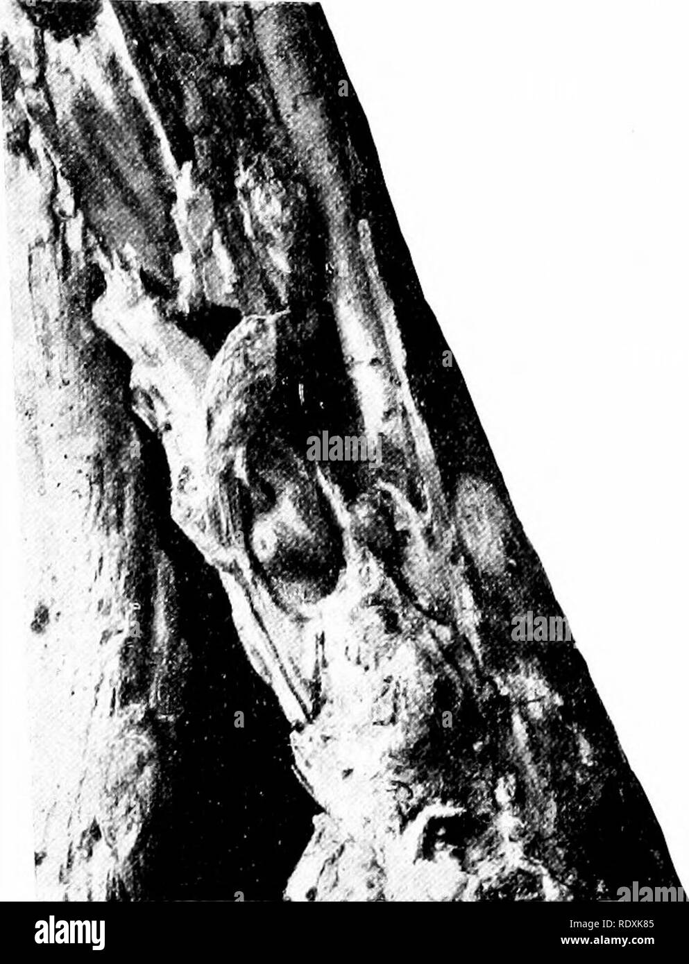 American species in britain Black and White Stock Photos & Images - Alamy