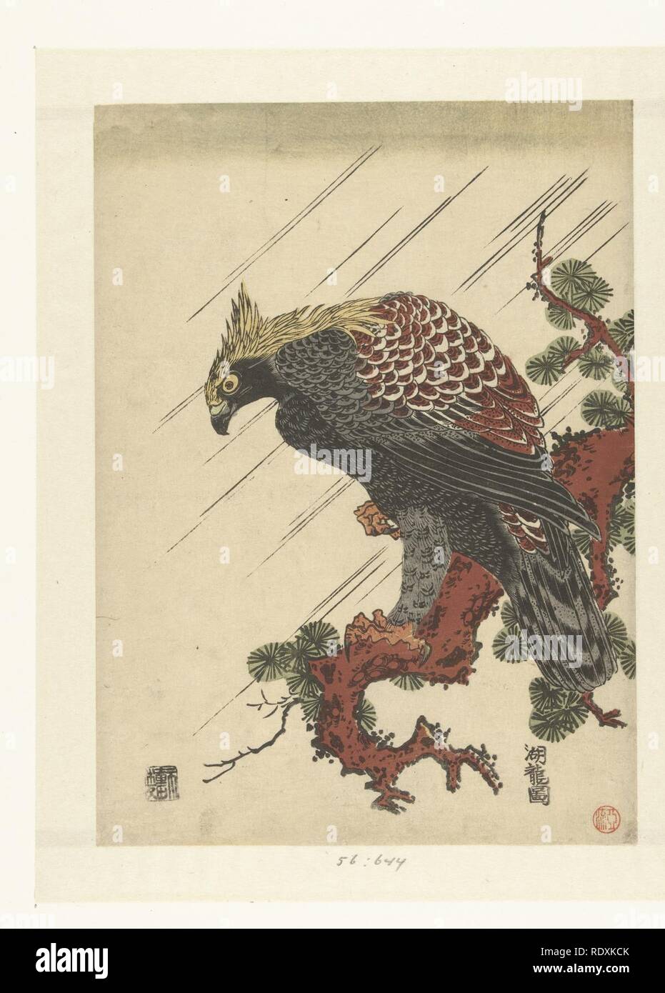 Arend op pijnboomtak in regen Stock Photo - Alamy