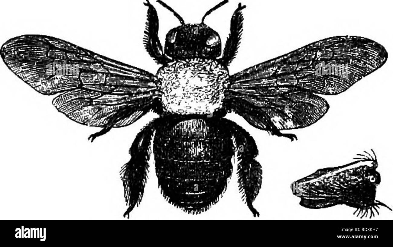 Purple wings Black and White Stock Photos & Images - Alamy