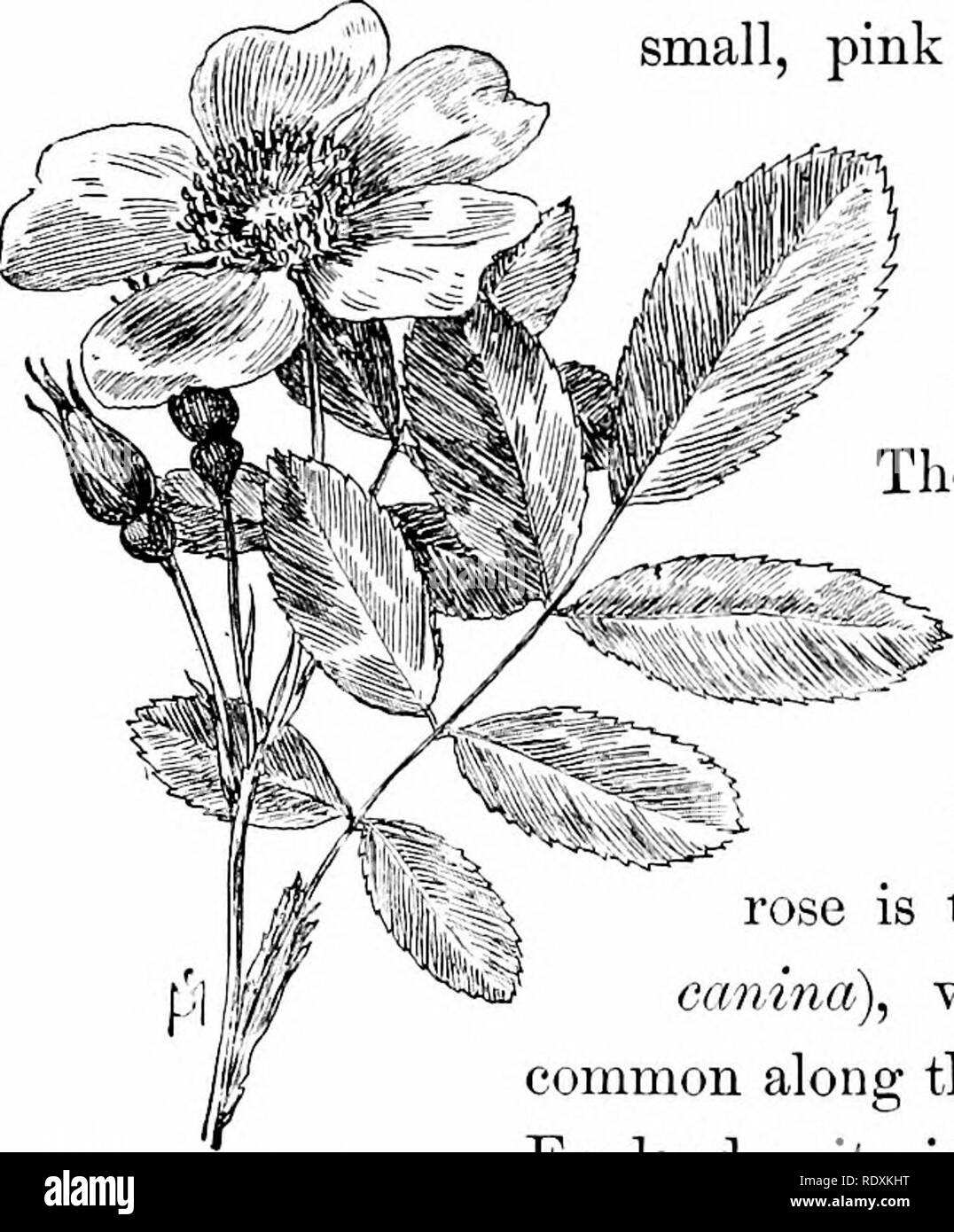 Common manda hi-res stock photography and images - Alamy