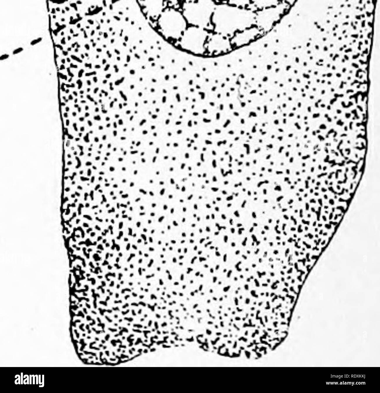 . Protozoo?logy. Protozoa; Protozoa, Pathogenic. Nudeophaga, sp., an ...