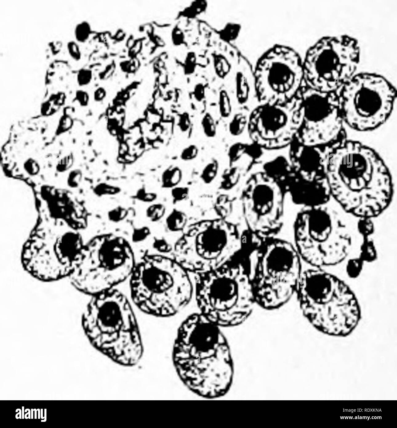 Schizogony hi-res stock photography and images - Alamy
