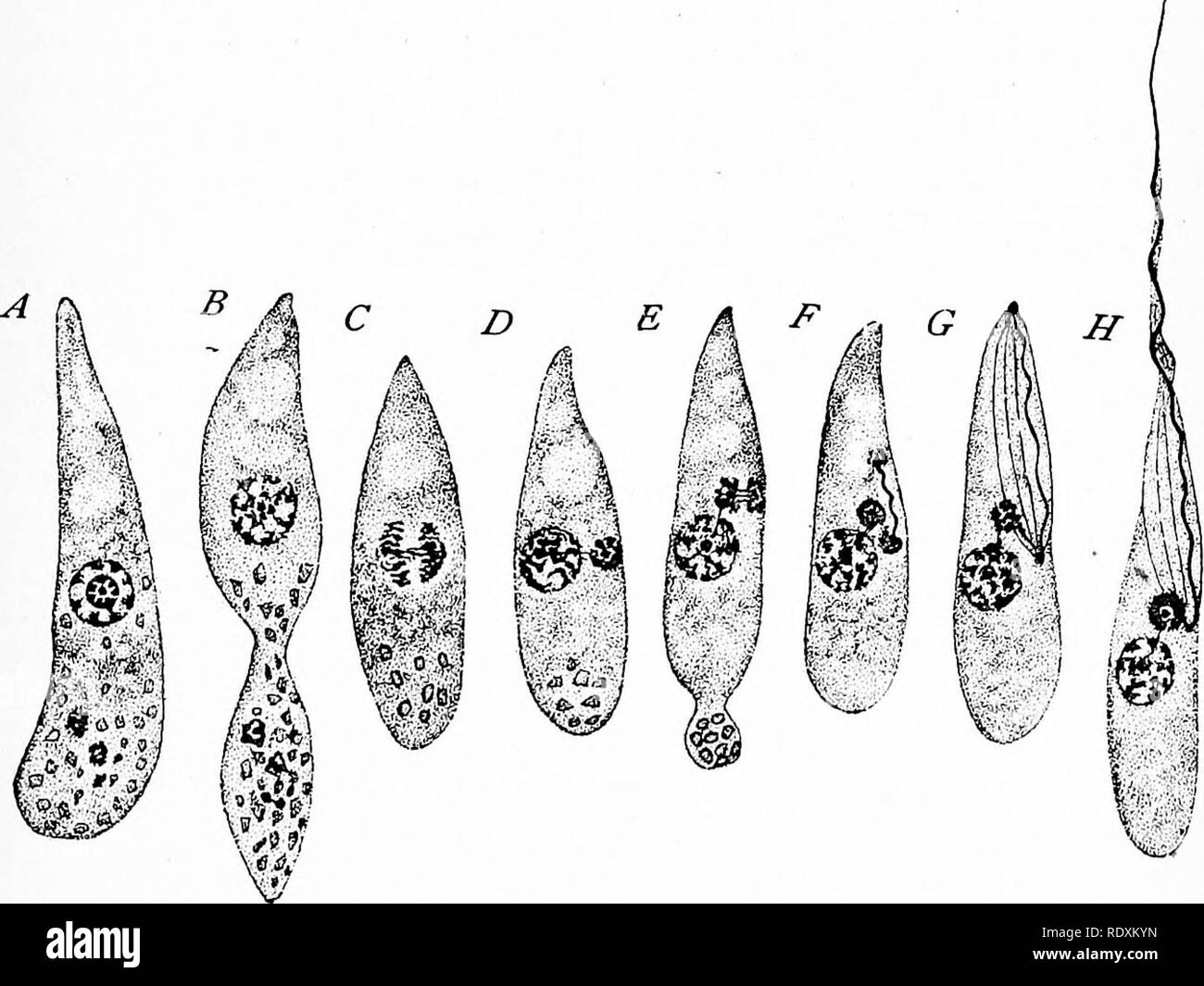 Anterior and posterior points of view Black and White Stock Photos ...