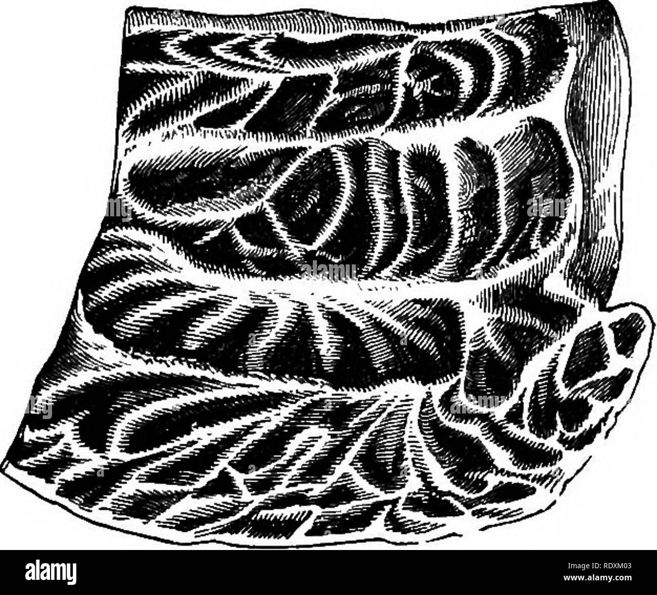 Emperor akbar elephant Black and White Stock Photos & Images - Alamy