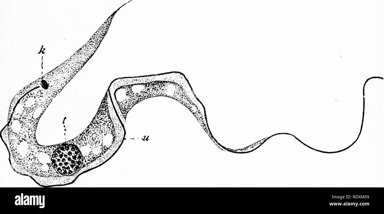Protozoa Trypanosoma