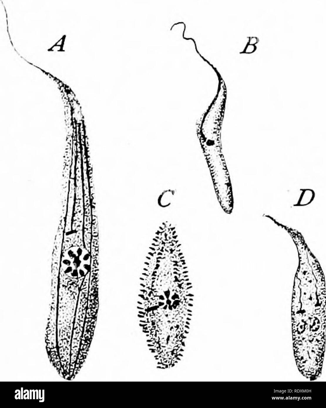 Protozoa in blood Black and White Stock Photos & Images - Alamy