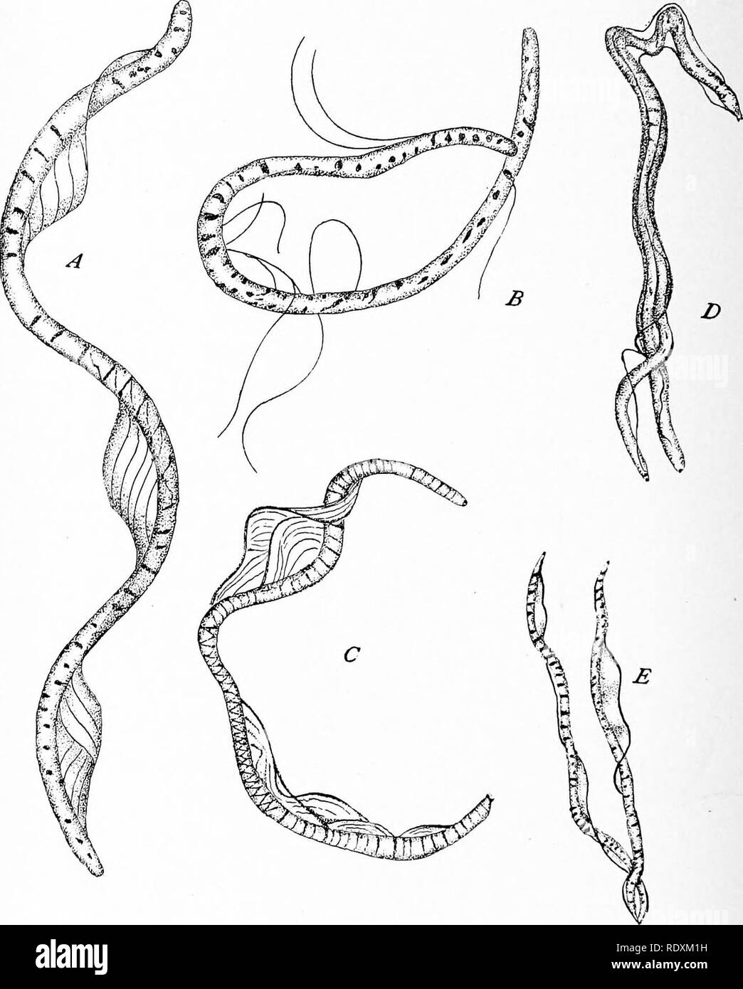 . Protozoo?logy. Protozoa; Protozoa, Pathogenic. 222 THE PATHOGENIC ...