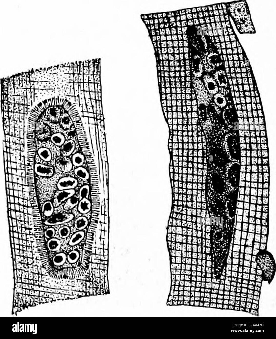 . Protozoo?logy. Protozoa; Protozoa, Pathogenic. 186 PARASITISM of a ...