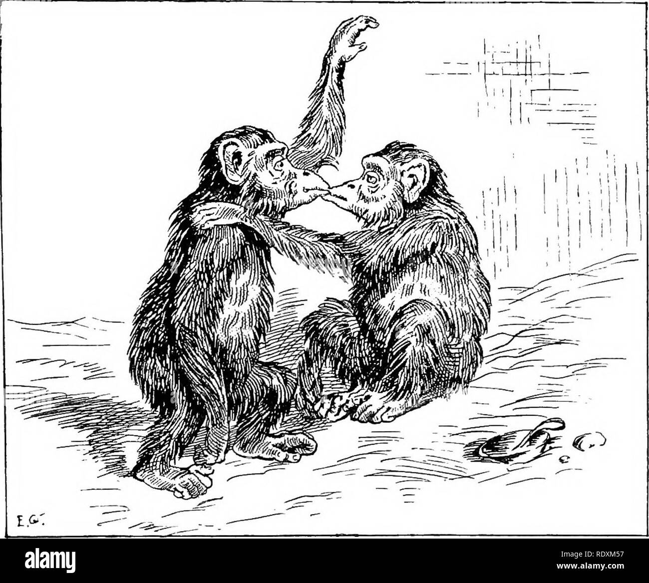 . Wild animals in captivity; being an account of the habits, food ...