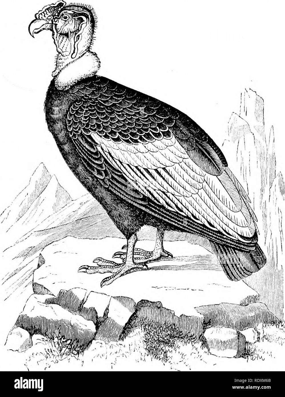Various ornithological studies Black and White Stock Photos & Images ...