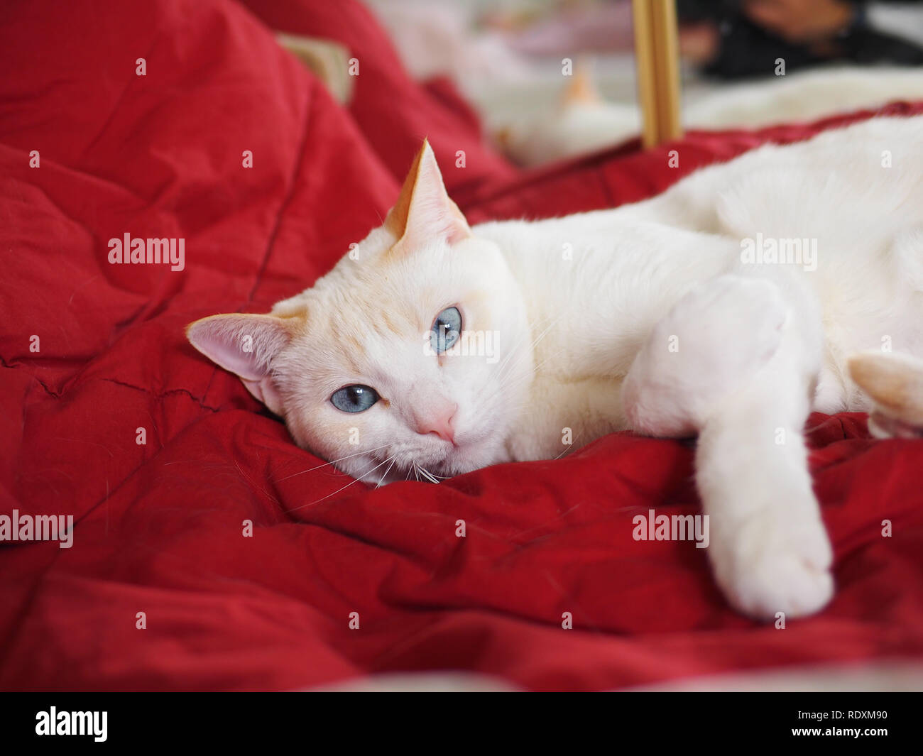 Blue point siamese cat hi-res stock photography and images - Alamy