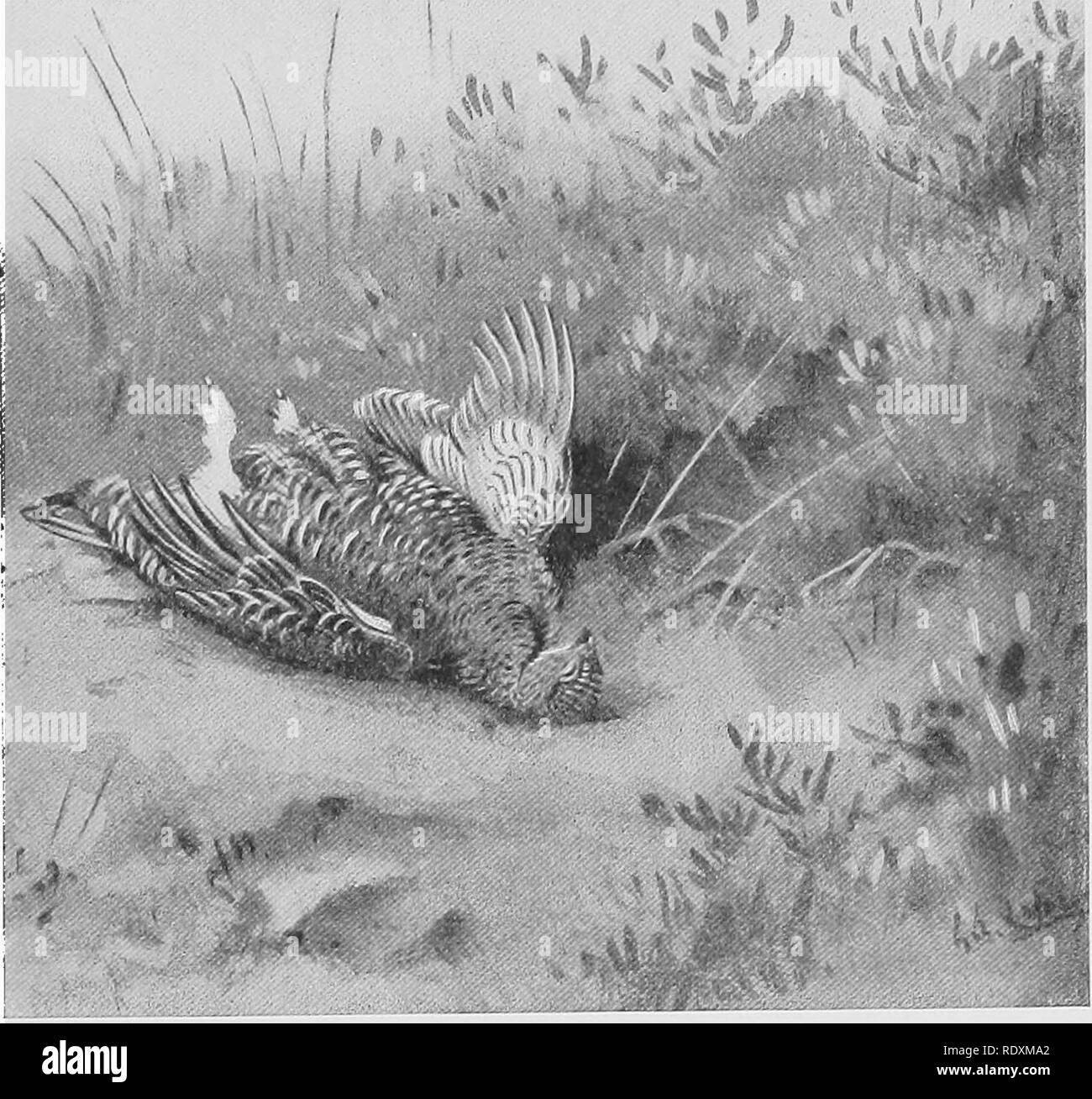 Mottled colours Black and White Stock Photos & Images - Alamy