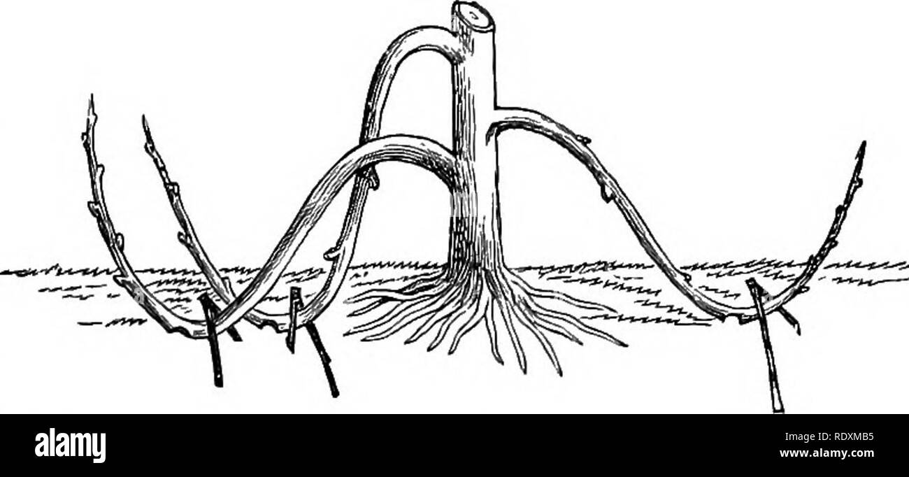 . The Book of gardening; a handbook of horticulture. Gardening ...