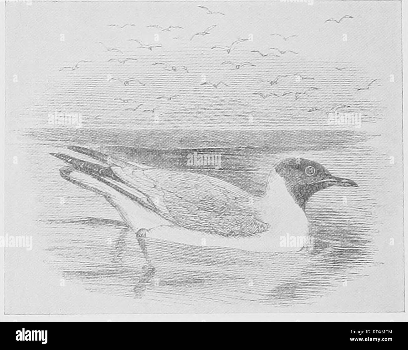 Gulls in shallow water Black and White Stock Photos & Images - Alamy