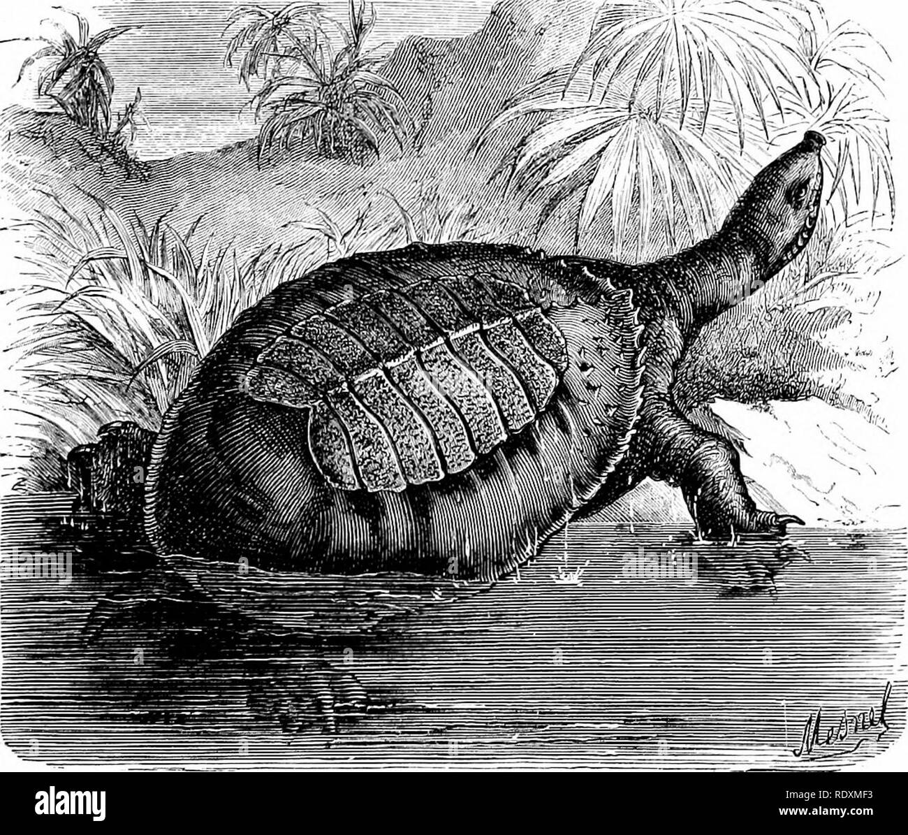 Snapping turtle beak Black and White Stock Photos & Images - Alamy