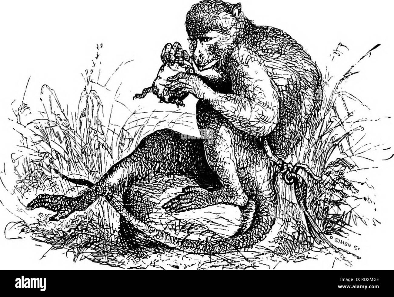 Night monkey young Black and White Stock Photos & Images - Alamy