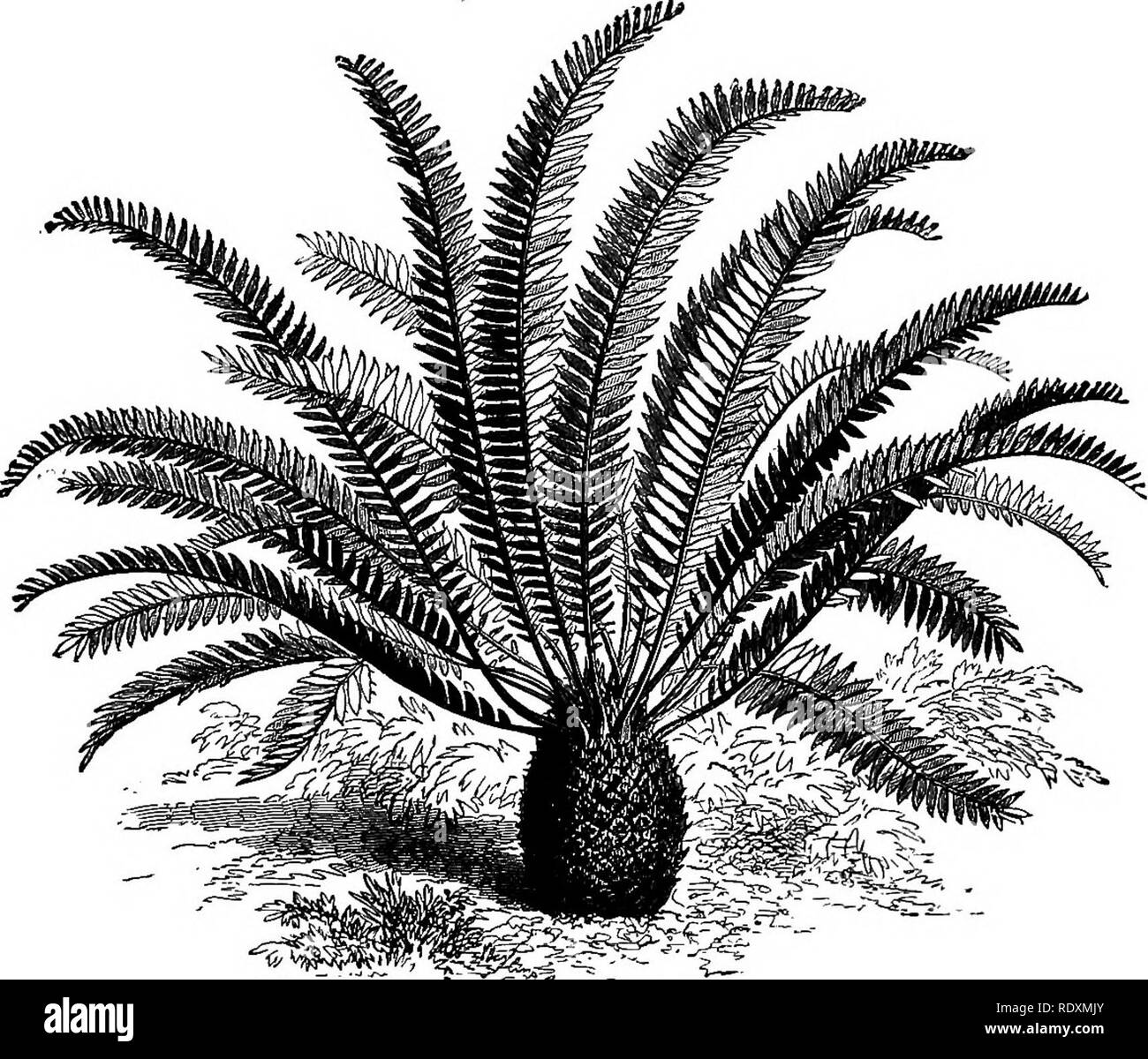Tall roots Black and White Stock Photos & Images - Alamy