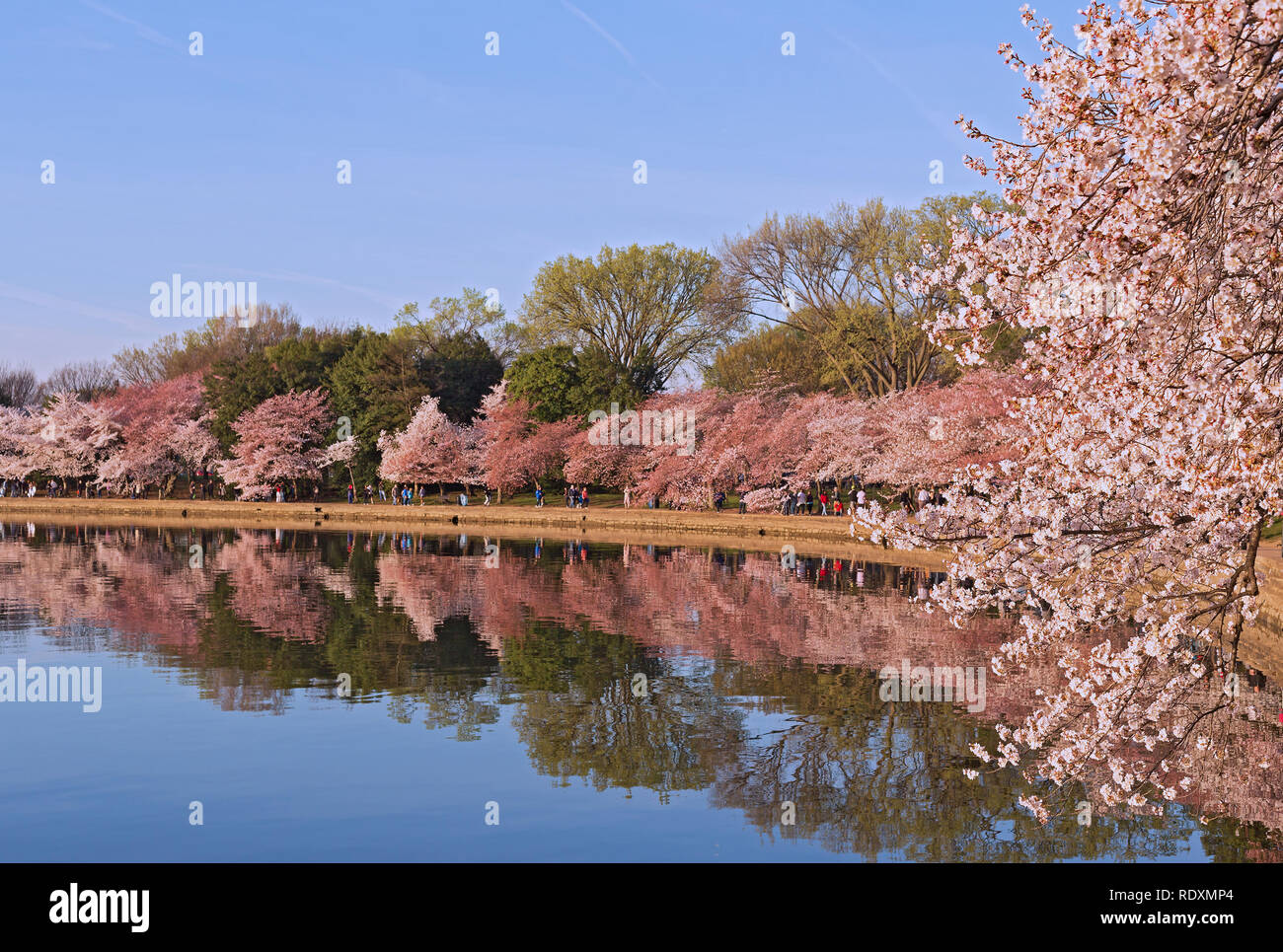 Cherry trees blossoming season around Tidal Basin in Washington DC, USA ...