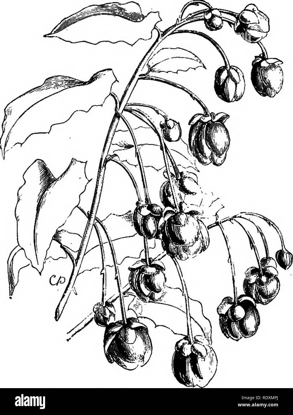 Victoria bateman hi-res stock photography and images - Alamy