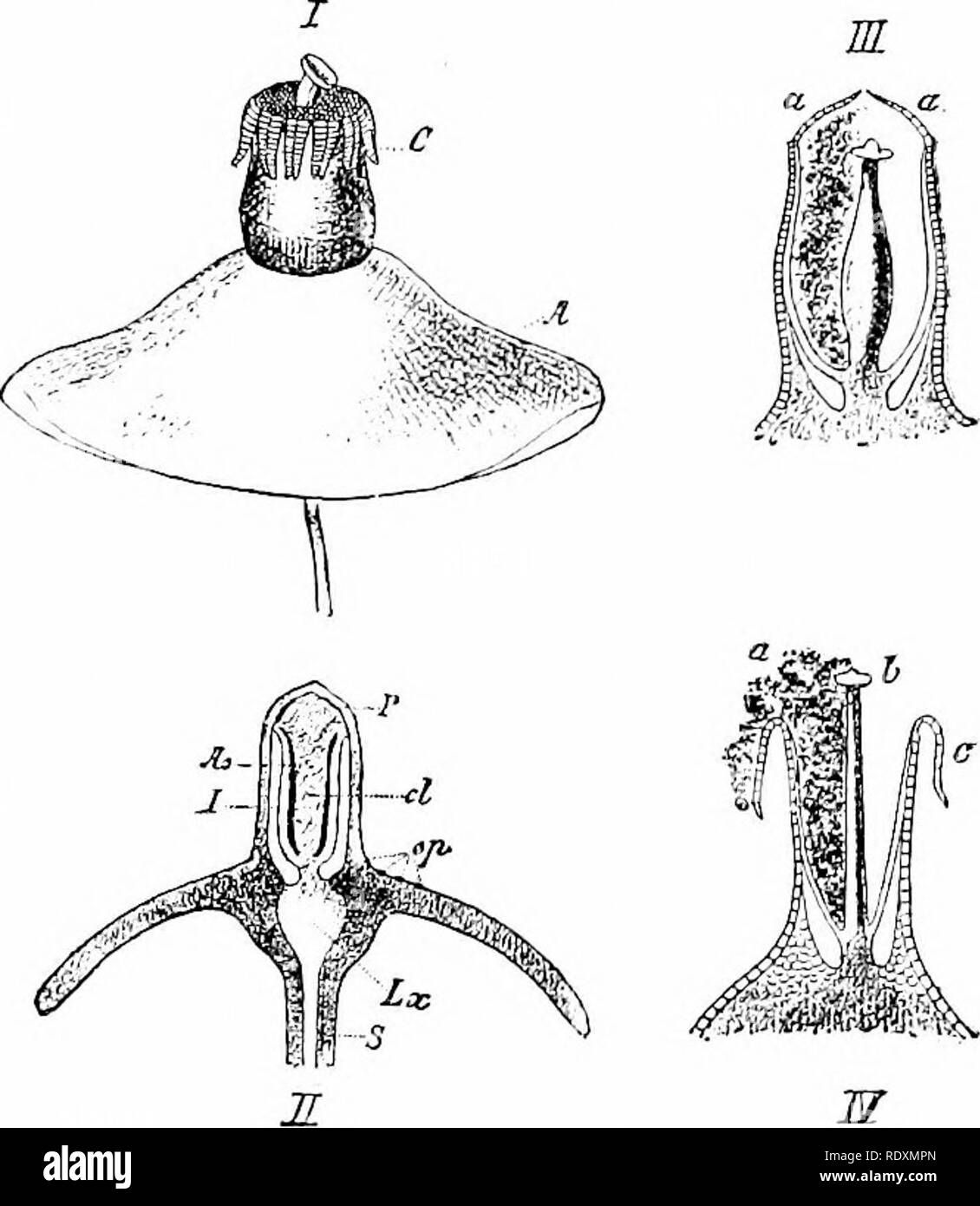 . The origin of a land flora, a theory based upon the facts of ...