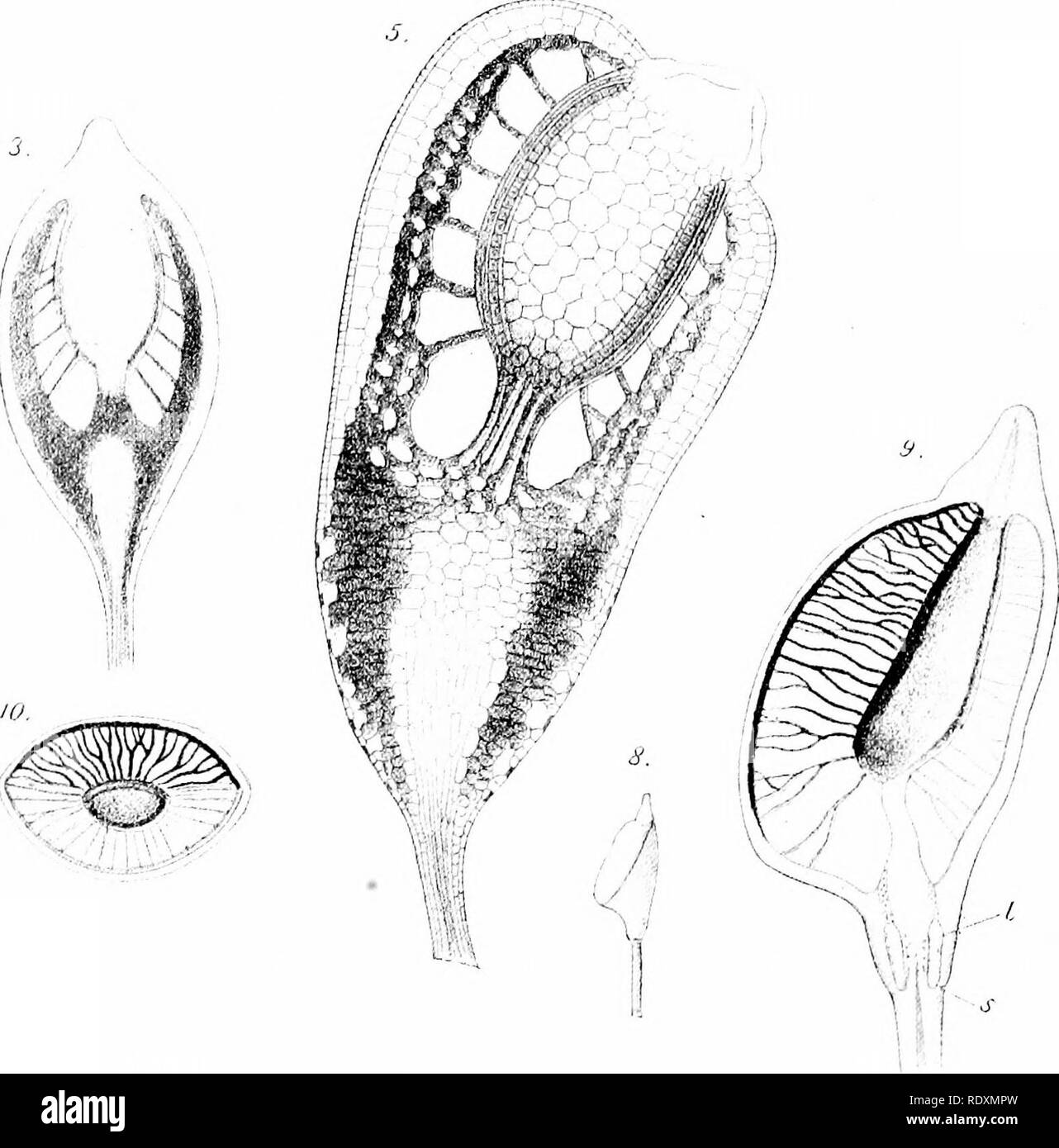 Appearance of new tissue Black and White Stock Photos & Images - Alamy