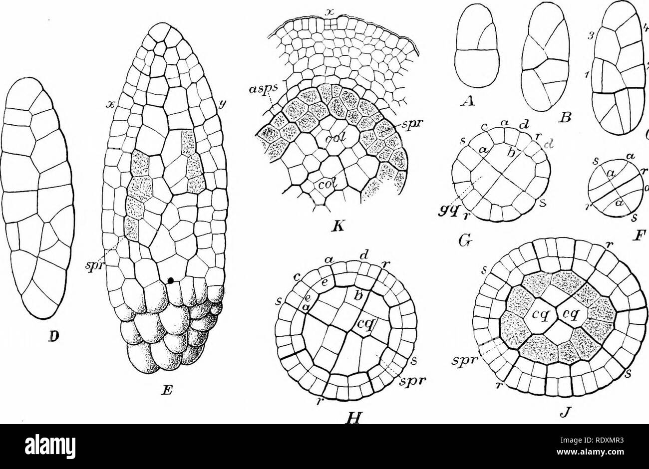 . The origin of a land flora, a theory based upon the facts of ...