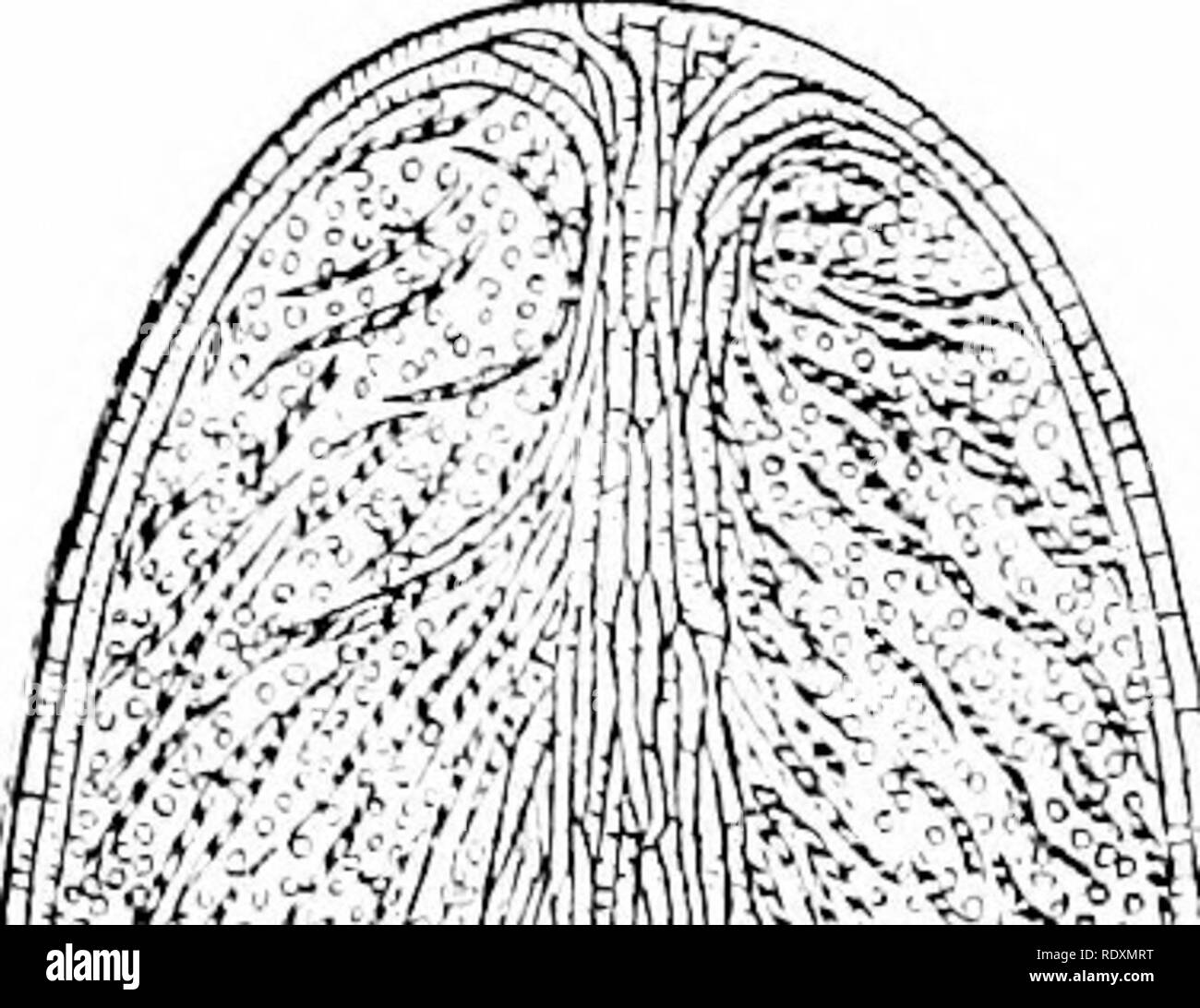 . The origin of a land flora, a theory based upon the facts of ...