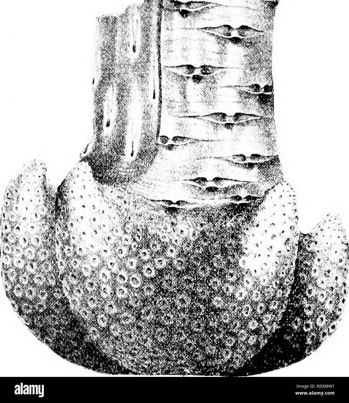 . The origin of a land flora, a theory based upon the facts of ...