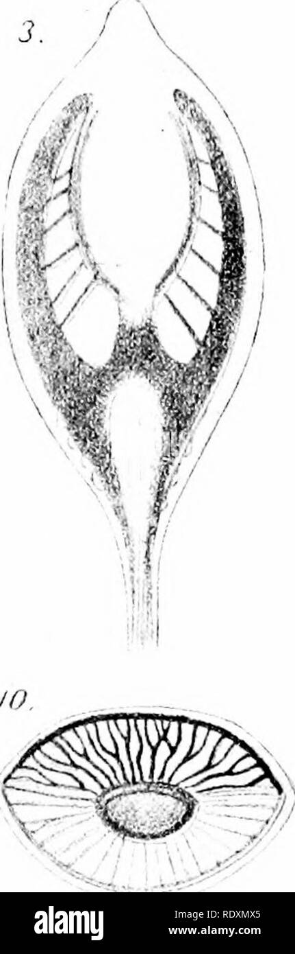 . The origin of a land flora, a theory based upon the facts of ...