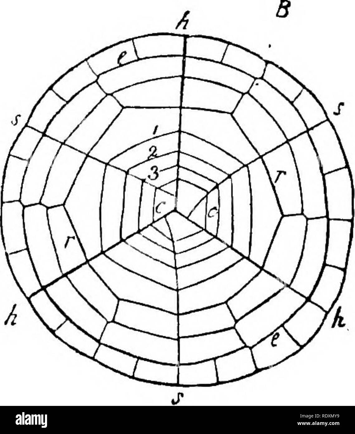 Transverse section of a plant root hi-res stock photography and images ...