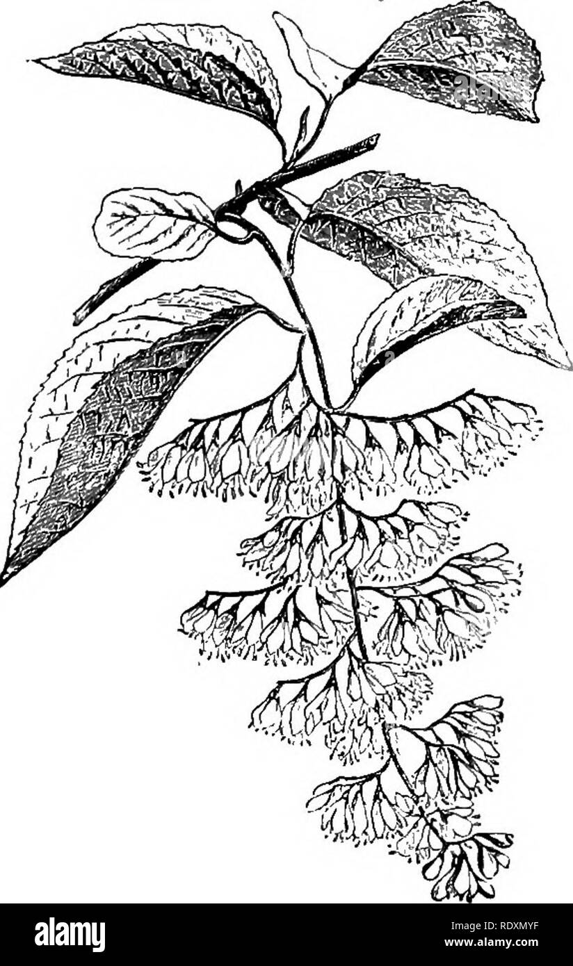 Thyrsiflora Black and White Stock Photos & Images - Alamy