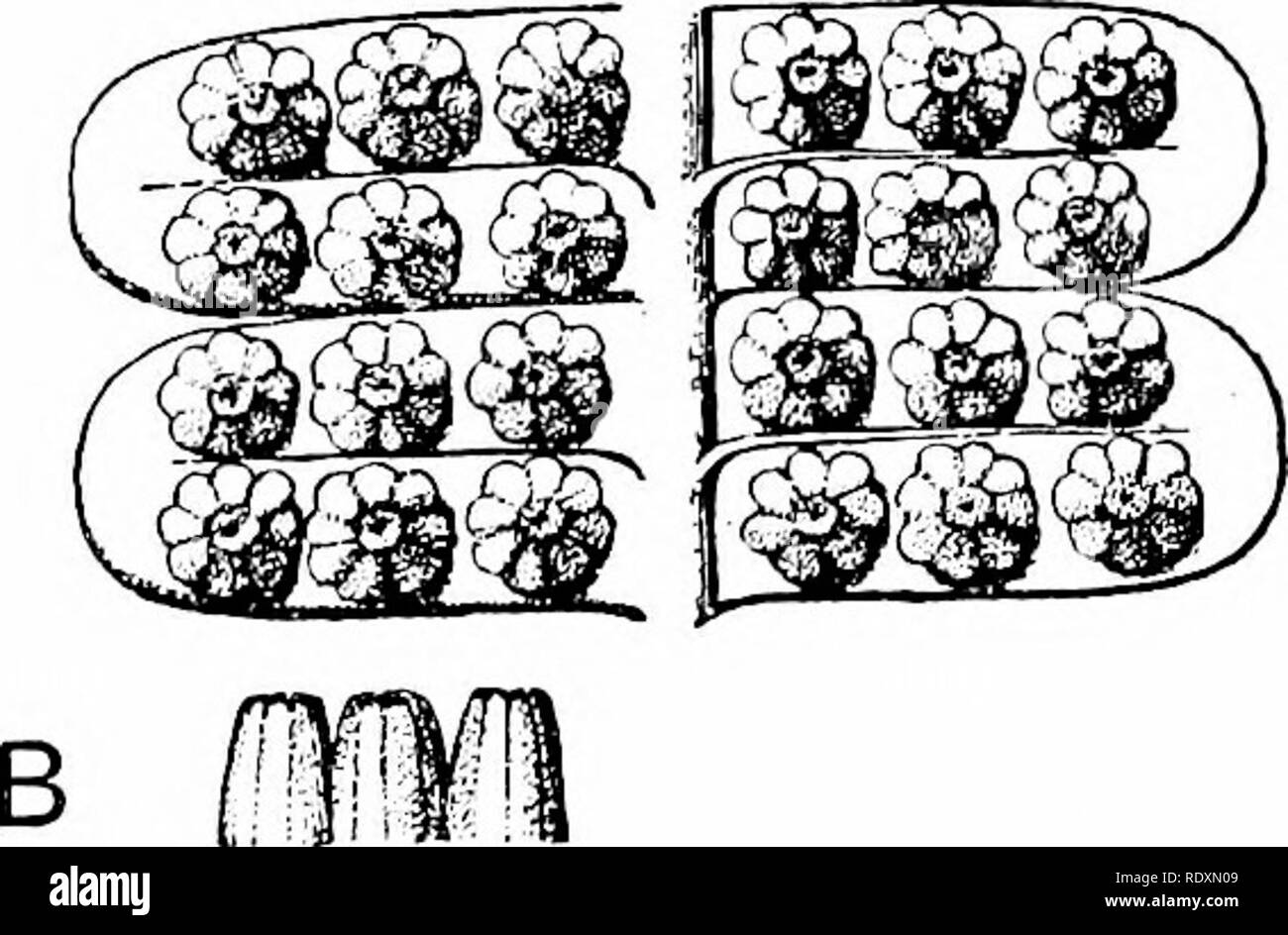 . The origin of a land flora, a theory based upon the facts of ...