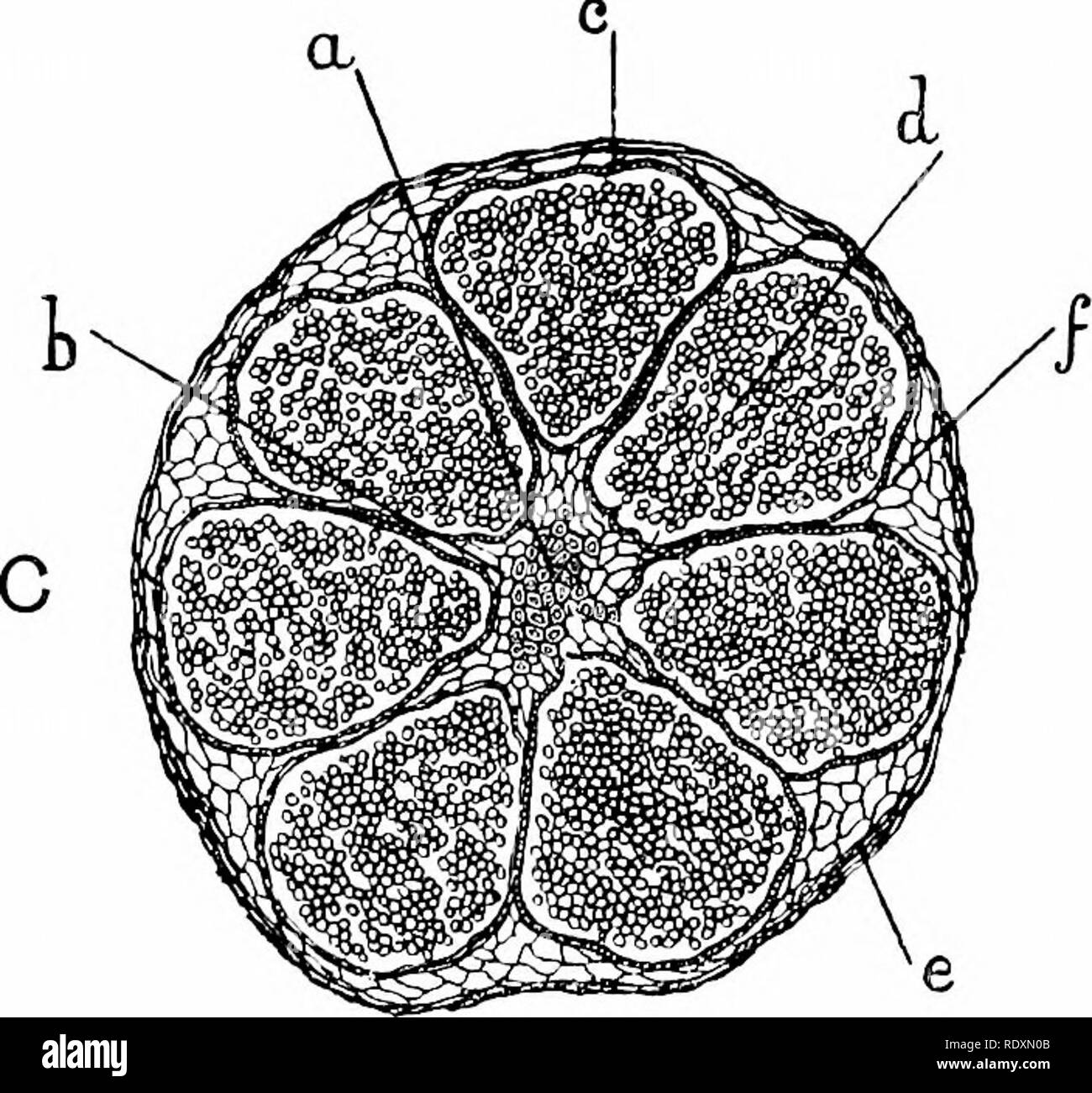 . The origin of a land flora, a theory based upon the facts of ...