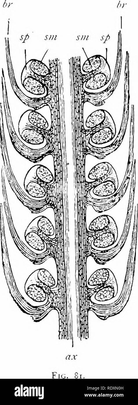 Equisetum strobilus Black and White Stock Photos & Images - Alamy