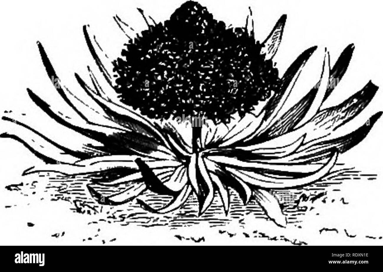 Resembling bulbous forms hi-res stock photography and images - Alamy