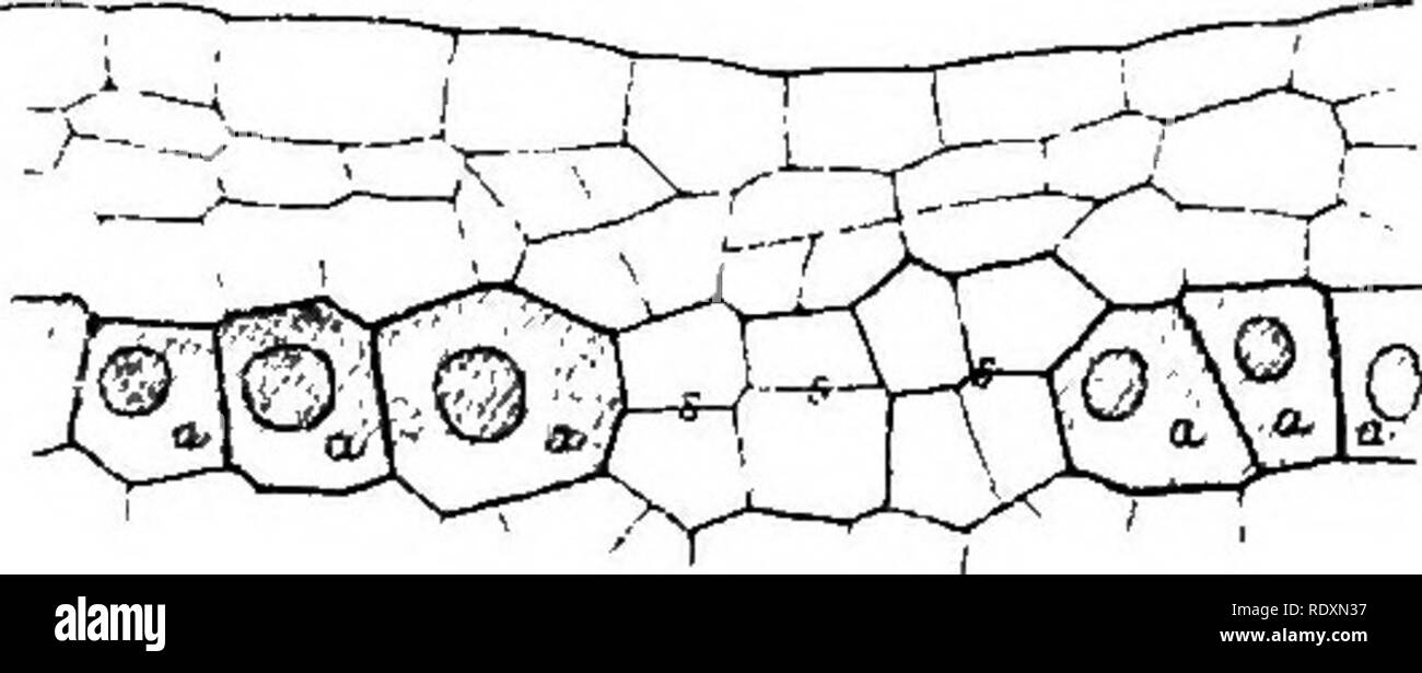 . The origin of a land flora, a theory based upon the facts of ...