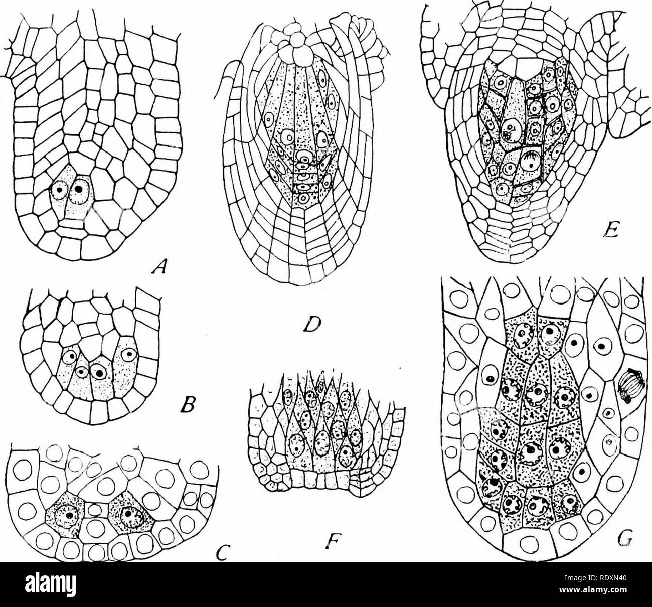 Plant of certain size hi-res stock photography and images - Alamy