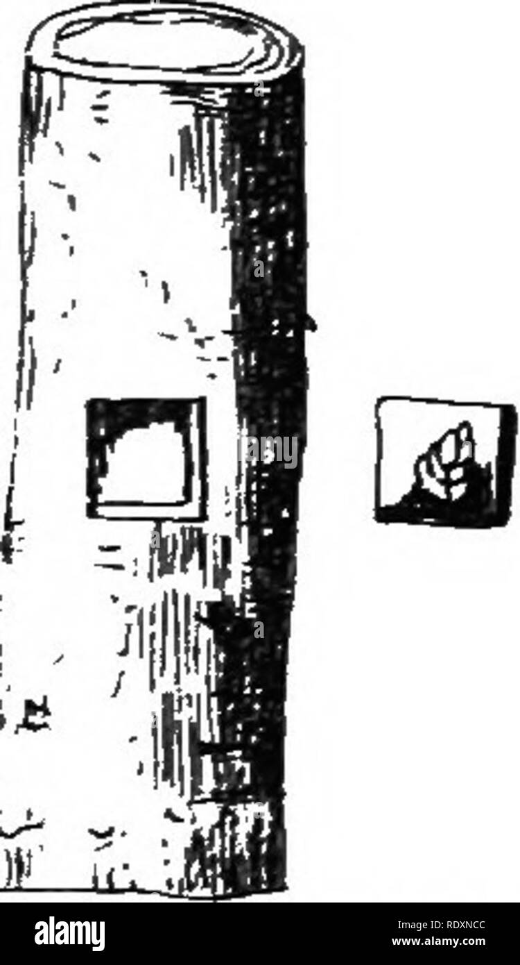 Shield budding hi-res stock photography and images - Alamy