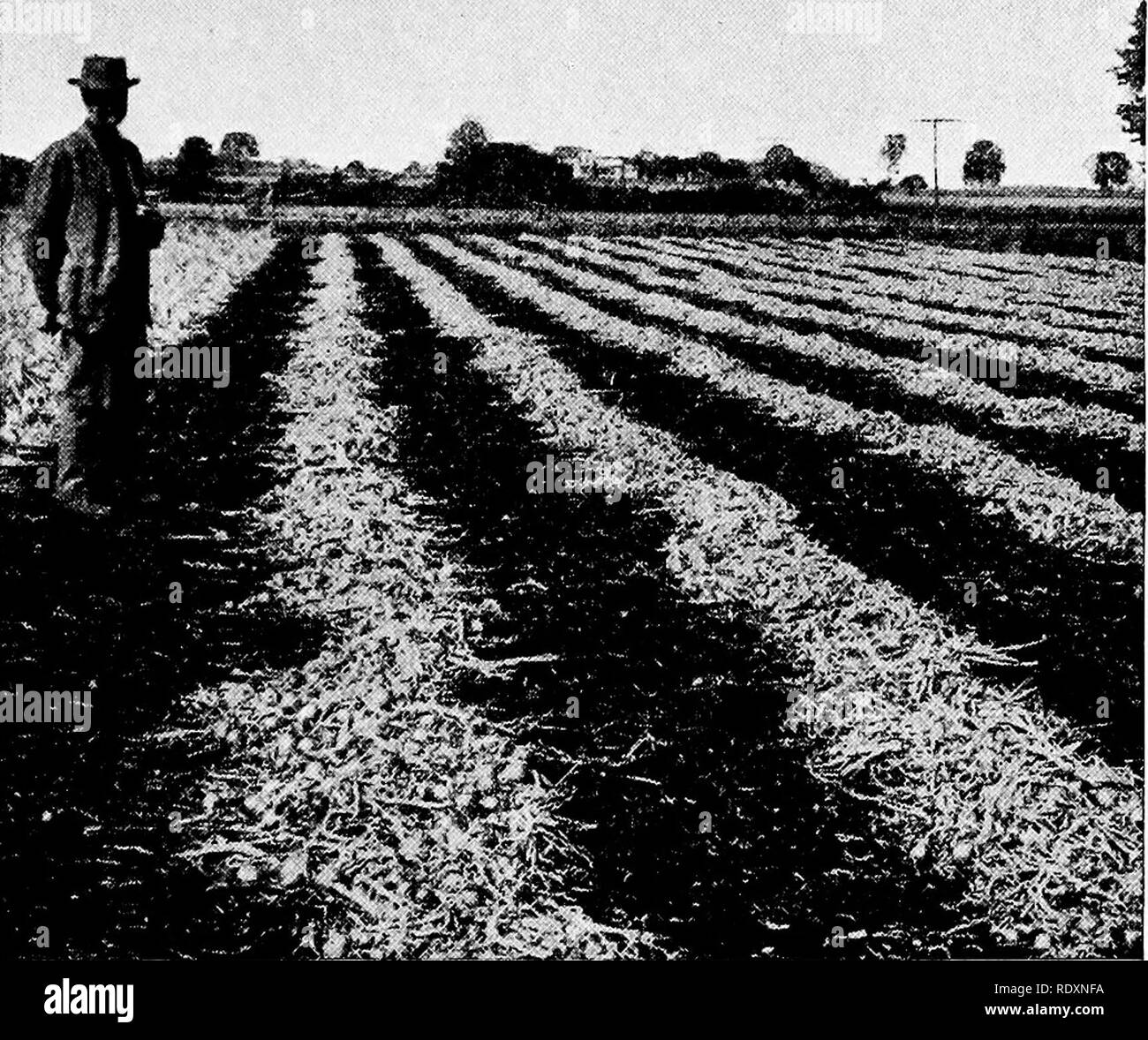 Sod forming crop hi-res stock photography and images - Alamy