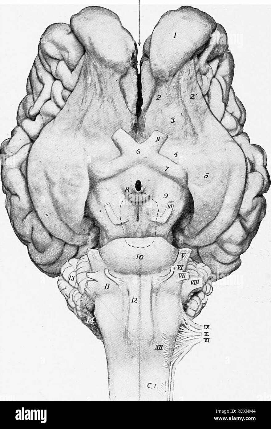 Transverse cerebral fissure hi-res stock photography and images - Alamy