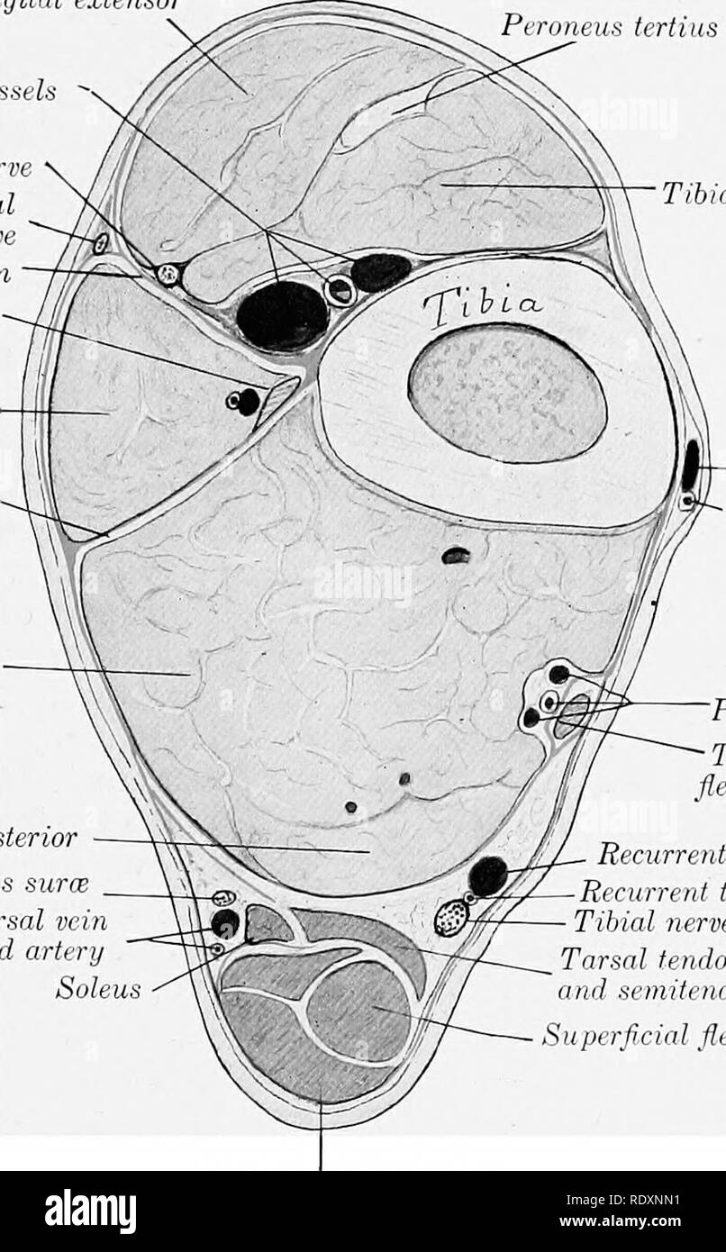 Posterior Tibial Artery Cross Section