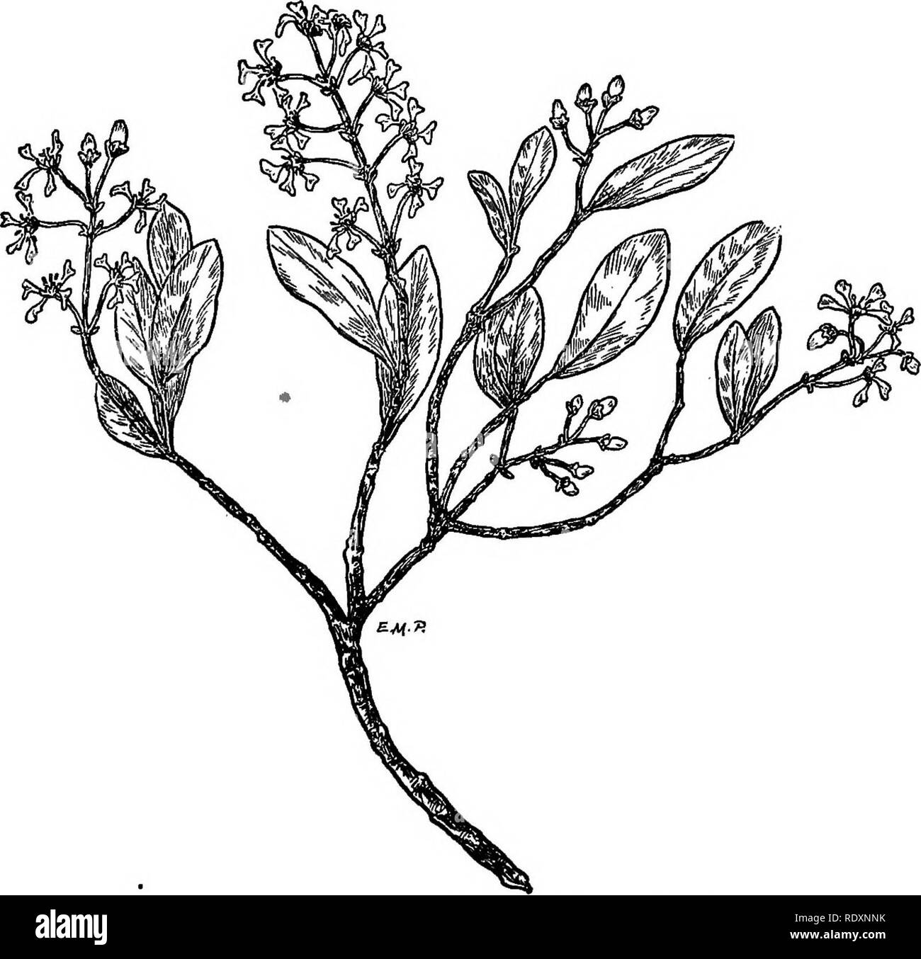Simarubaceae High Resolution Stock Photography and Images - Alamy
