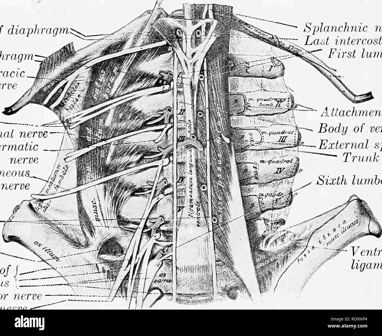 Hypogastric Nerve Dog