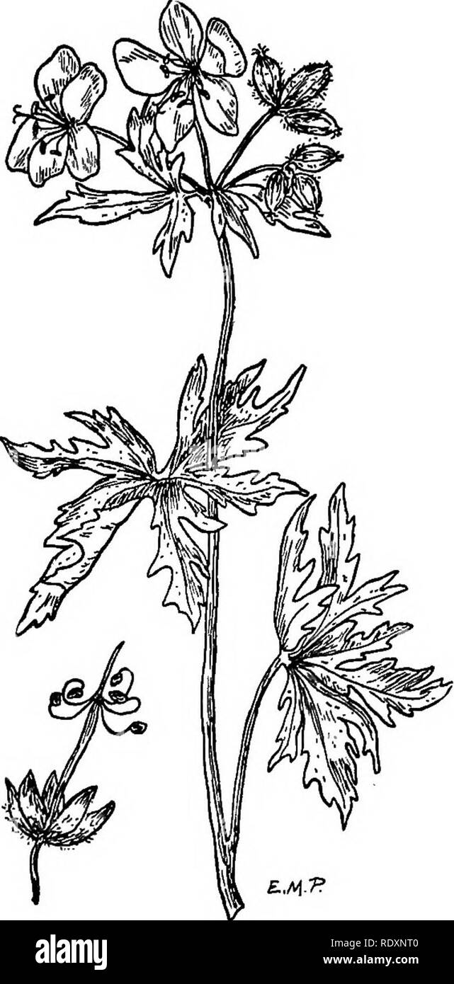 . The families of flowering plants. Plants; Phanerogams. SUPPLEMENT ...