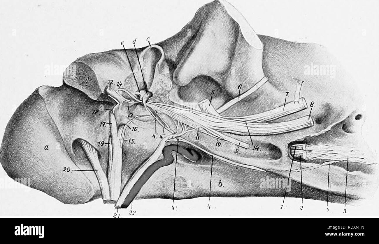 Mandibular notch hi-res stock photography and images - Alamy