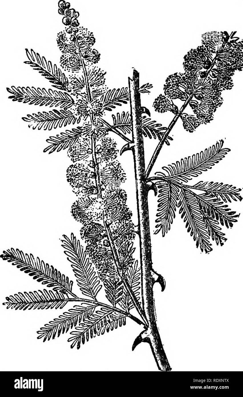 Acacia pubescens Black and White Stock Photos & Images - Alamy