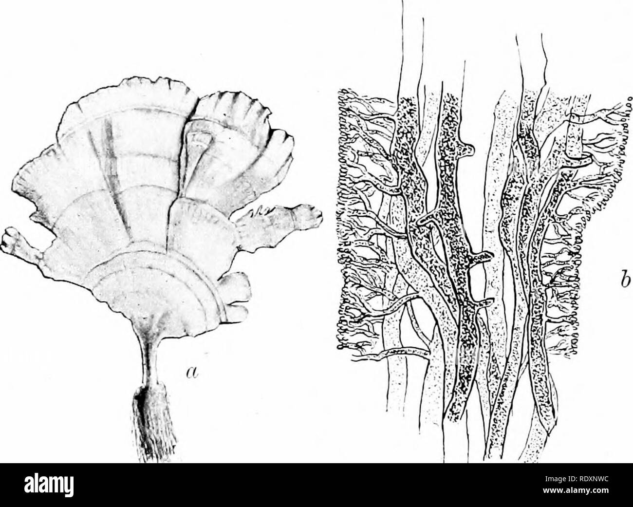 Branched cactus Black and White Stock Photos & Images - Alamy