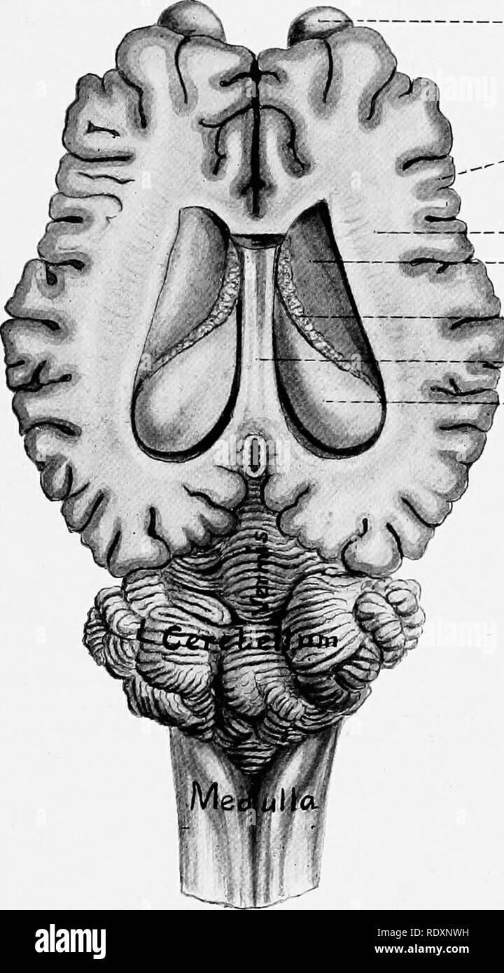 . The anatomy of the domestic animals . Veterinary anatomy. THE ...
