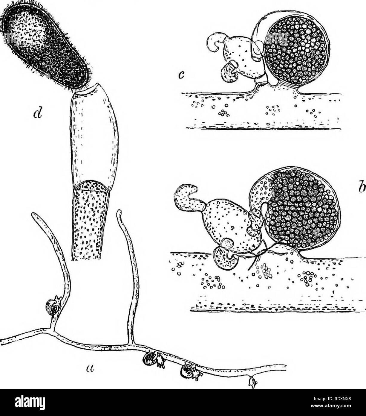 Synandra hi-res stock photography and images - Alamy